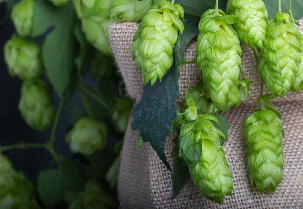 Dip-hopping: "It starts hoppy, stays hoppy, finishes hoppy" | Pursuit ...