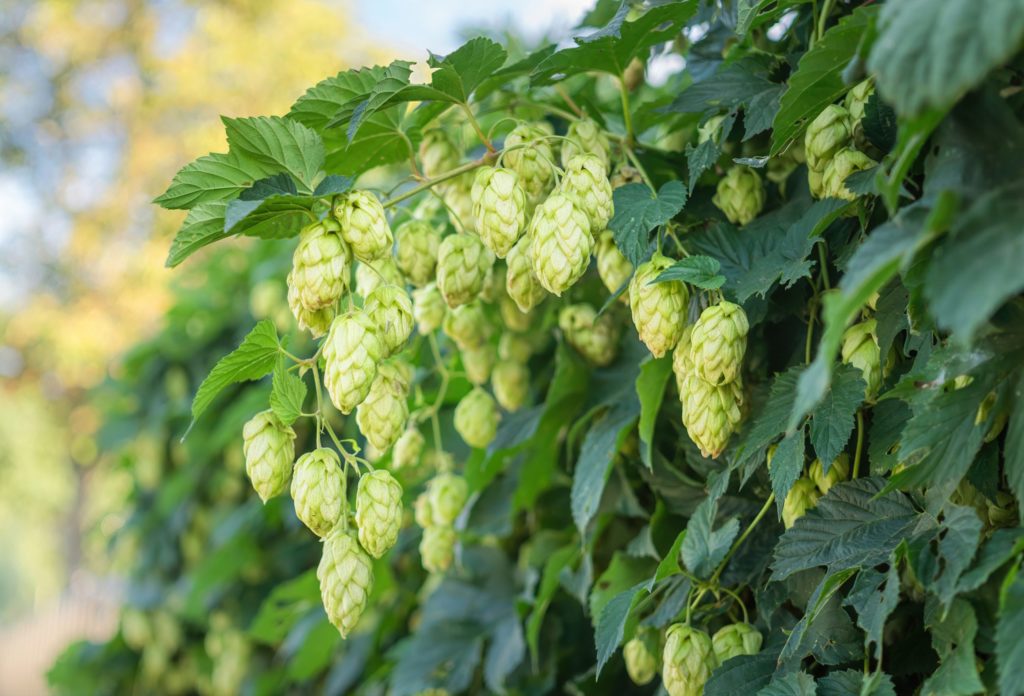 Green, Fruity, Dank … Tom Shellhammer On Hops | Pursuit of Hoppiness