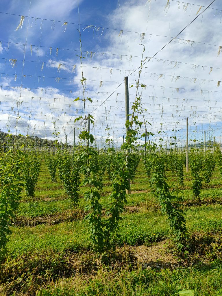 Diary Of A Hop Farmer — Pest Control | Pursuit of Hoppiness