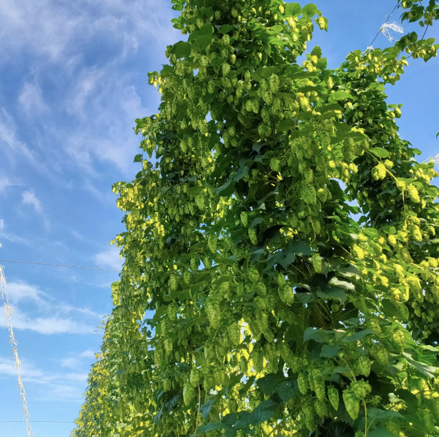 There Goes Another Hop Season | Pursuit of Hoppiness