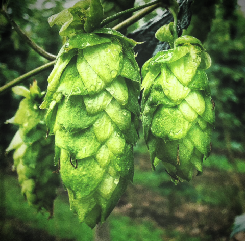 Green, Fruity, Dank … Tom Shellhammer On Hops | Pursuit of Hoppiness