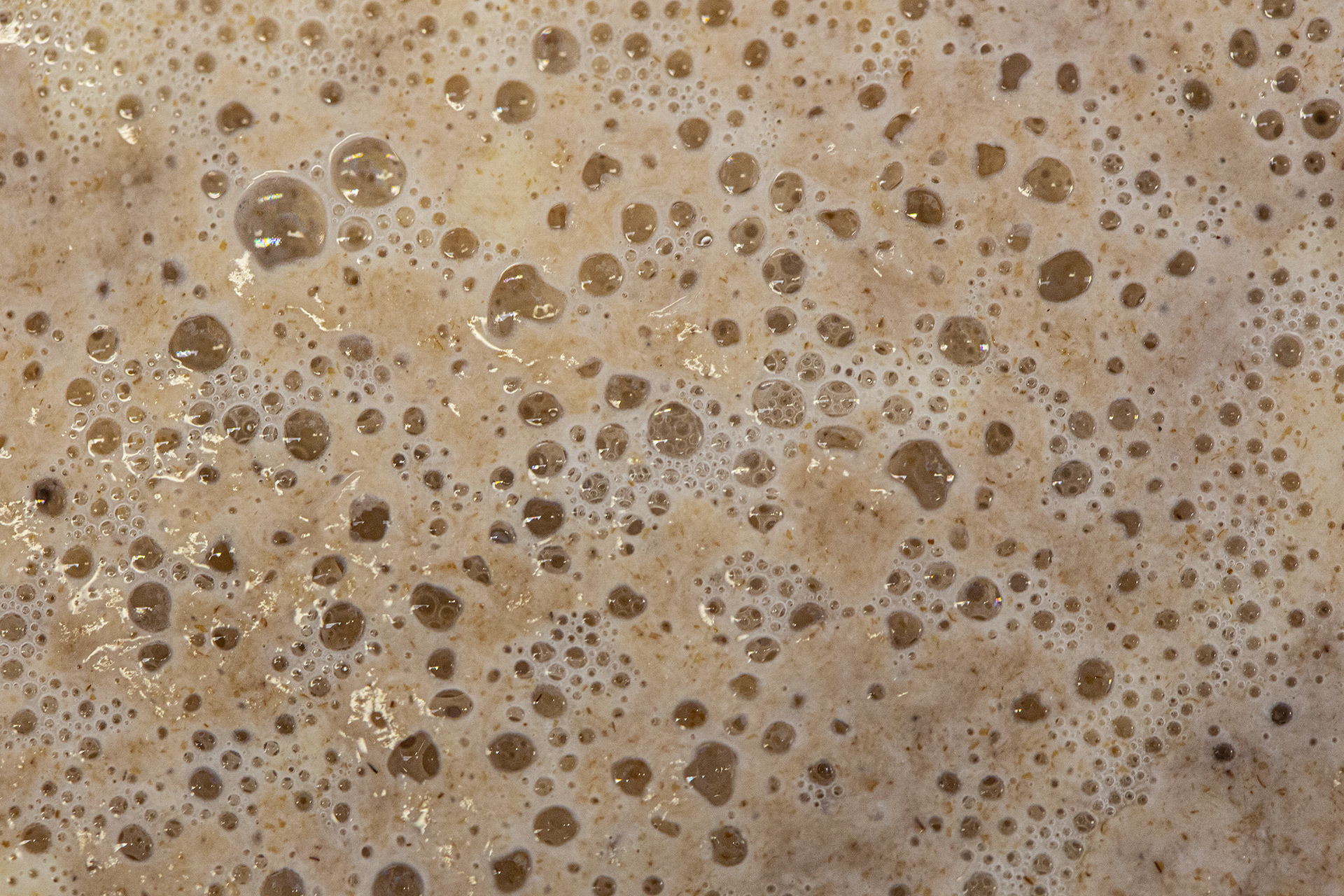 Homebrewing — Dry Vs Liquid Yeast | Pursuit of Hoppiness