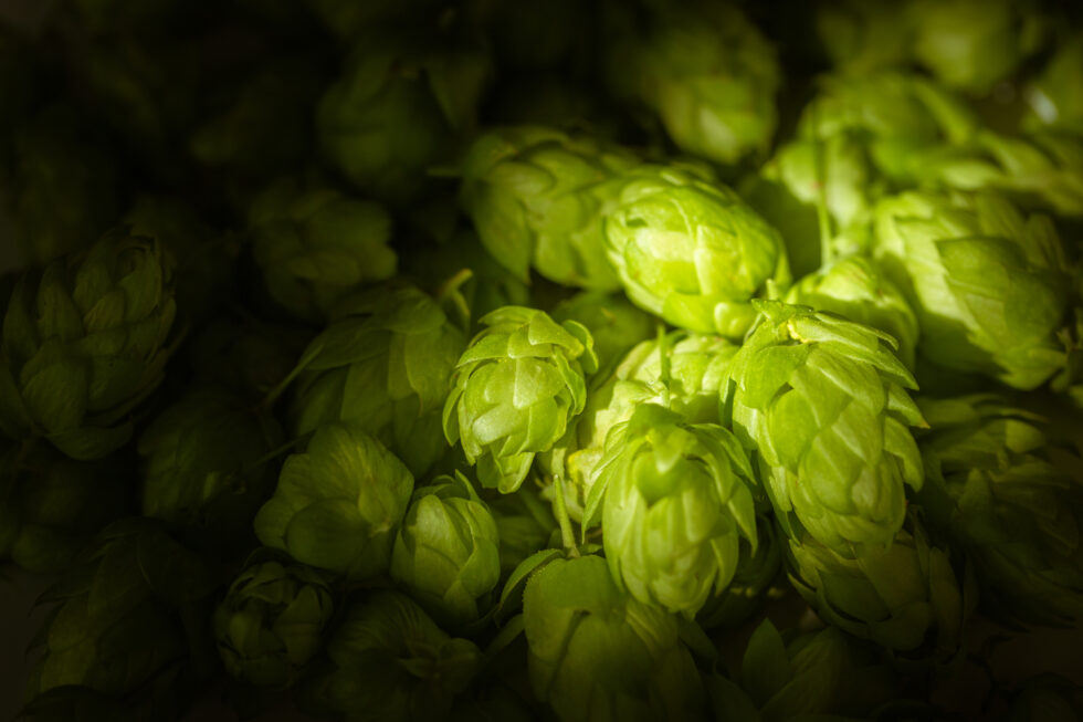 Ask An Expert — How To Enjoy A Fresh Hop Beer | Pursuit of Hoppiness