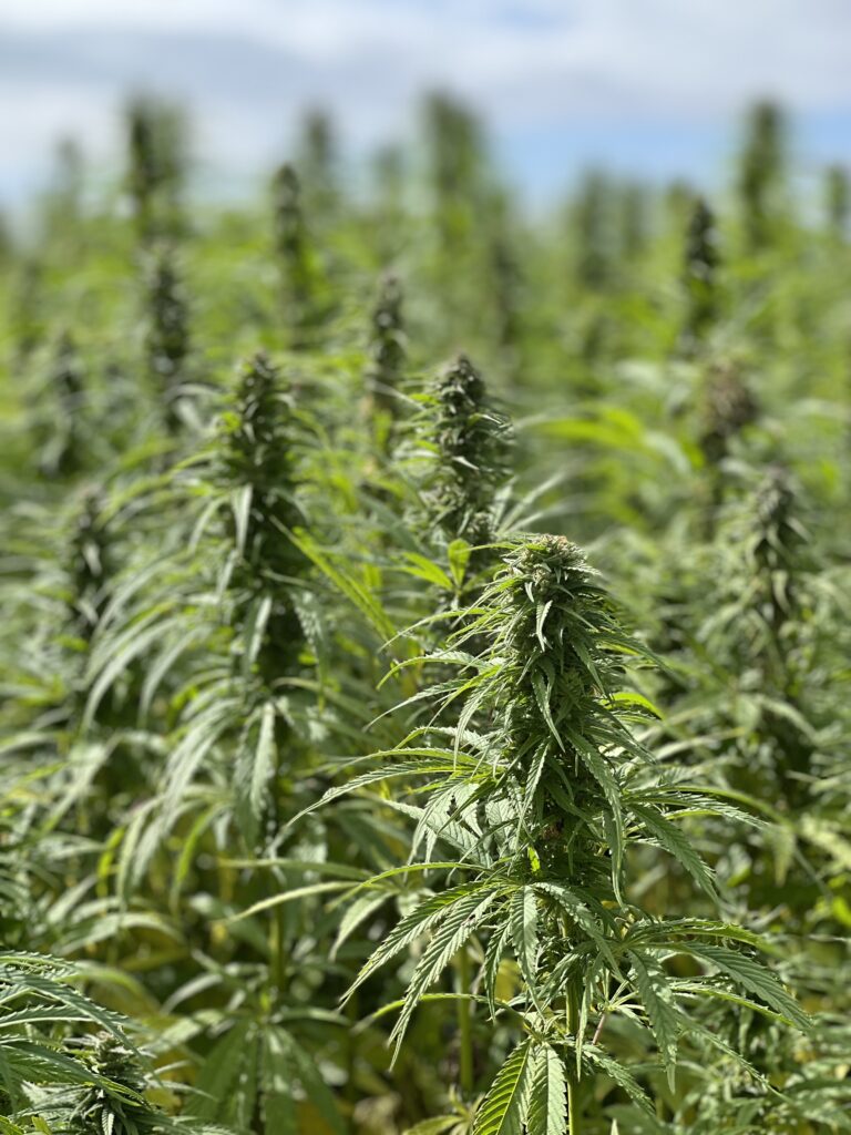 Hemp And Hops Align | Pursuit of Hoppiness